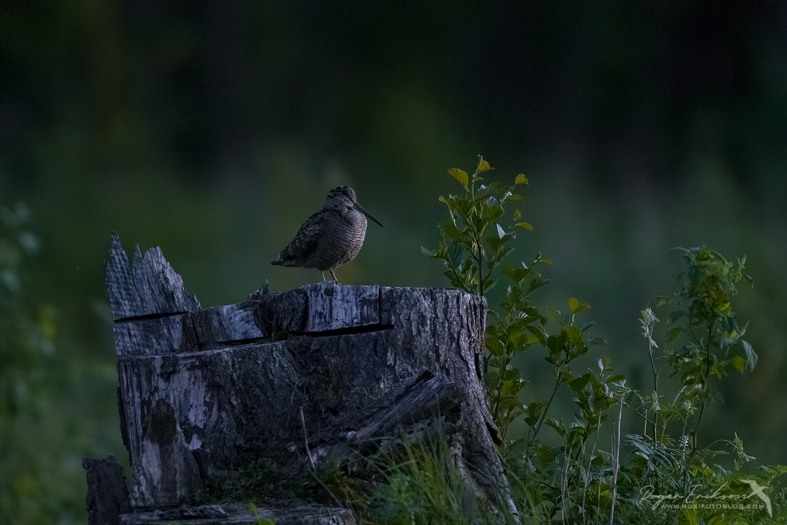 Aasta lind 2022: metskurvits