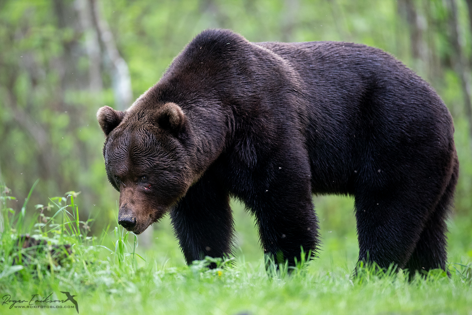 Aasta loom 2022: pruunkaru