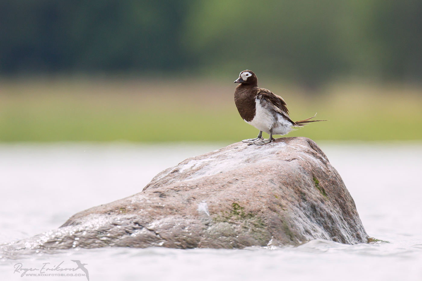 Aasta lind 2023: aul